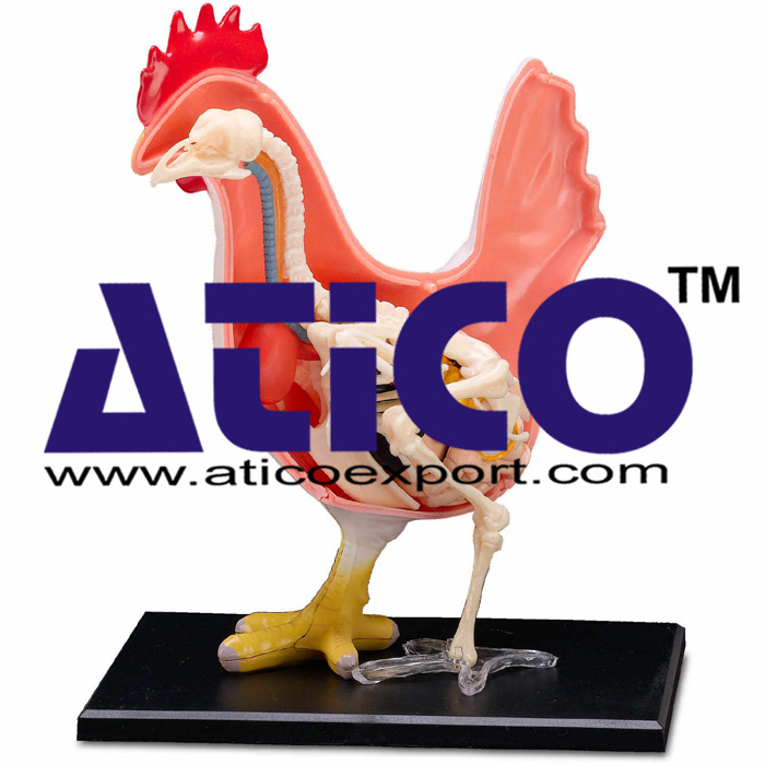 Anatomy Of The Chicken AVIAN SKELETAL SYSTEM – Small And Backyard