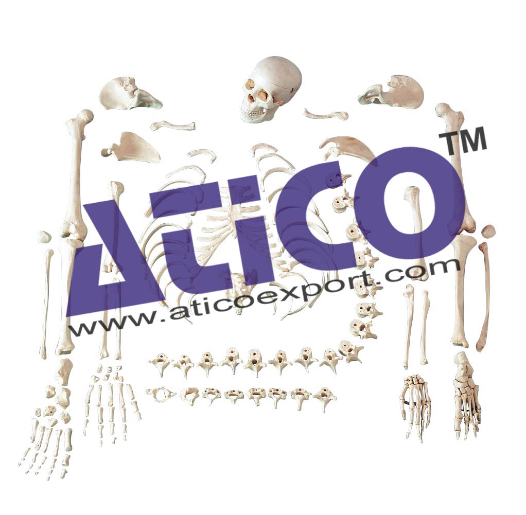 Human Disarticulated Skeleton Manufacturer Supplier India - Atico Export