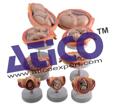 Pregnancy Model Set Model Manufacturer Supplier India - Atico Export